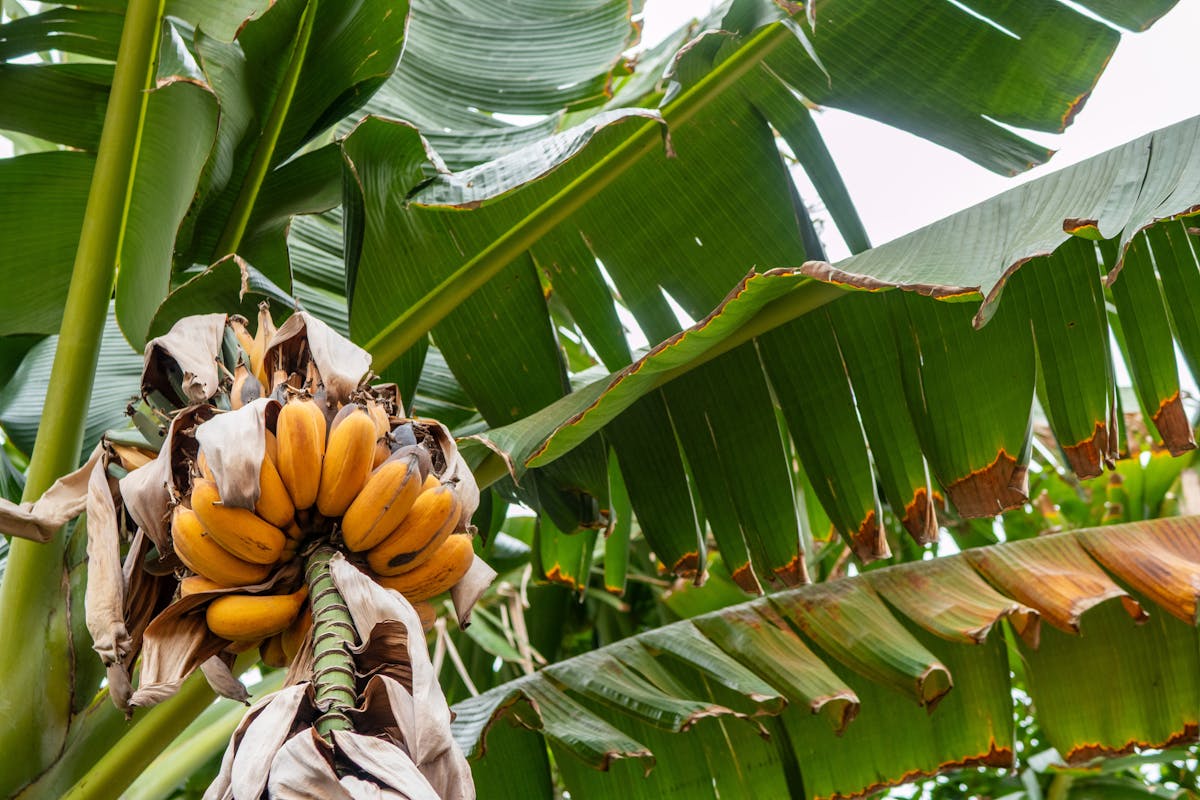 Cluster of ripe yellow bananas hanging from a banana tree