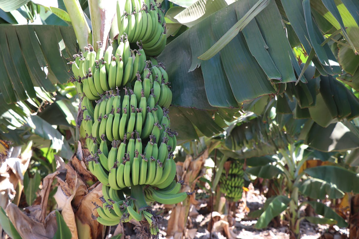Close-up of a cluster of green bananas growing on a tree in a tropical plantation