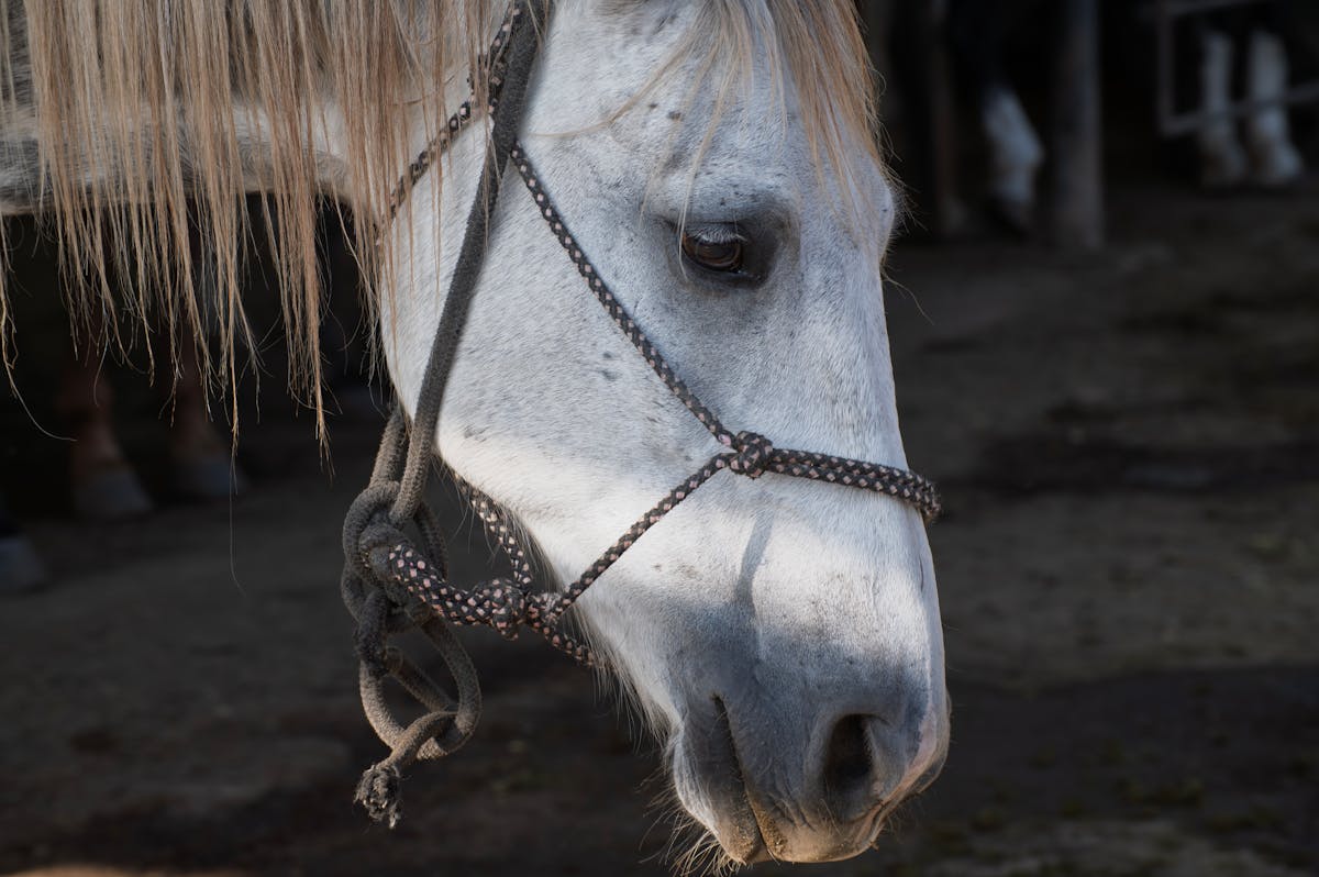 Close-up of a white horse with a bridle in a stable setting