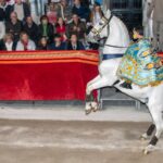 White Andalusian horse rearing up wearing a decorative saddle during an equestrian performance