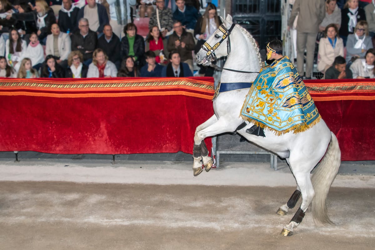White Andalusian horse rearing up wearing a decorative saddle during an equestrian performance