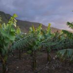 Rows of banana plants growing on a Canary Islands plantation with dramatic clouds overhead