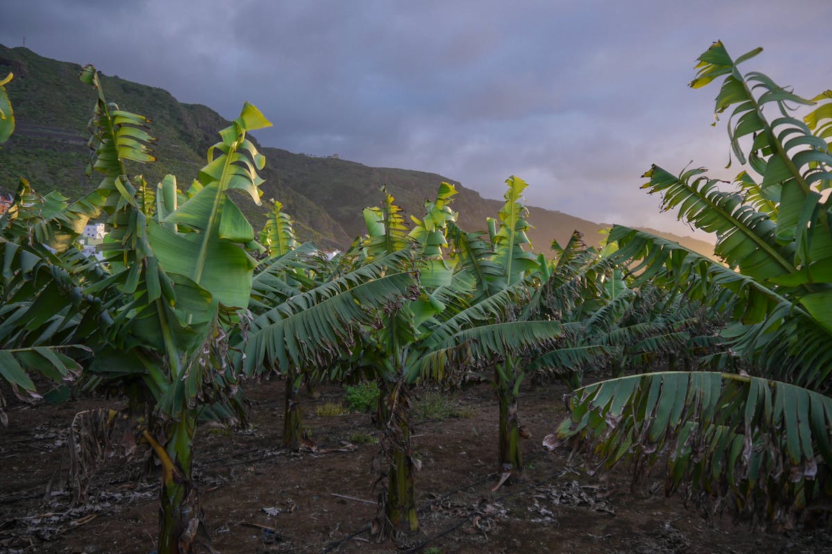Rows of banana plants growing on a Canary Islands plantation with dramatic clouds overhead