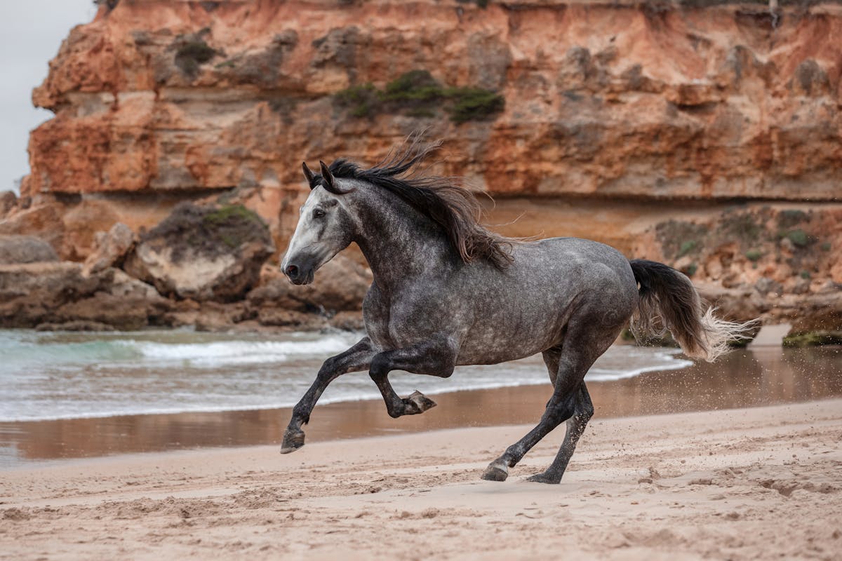 A grey horse galloping along a sandy beach in Conil de la Frontera, Spain