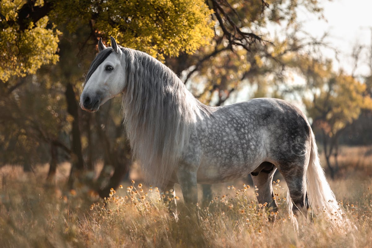 A grey Andalusian stallion standing in a sunlit grassy field in Spain