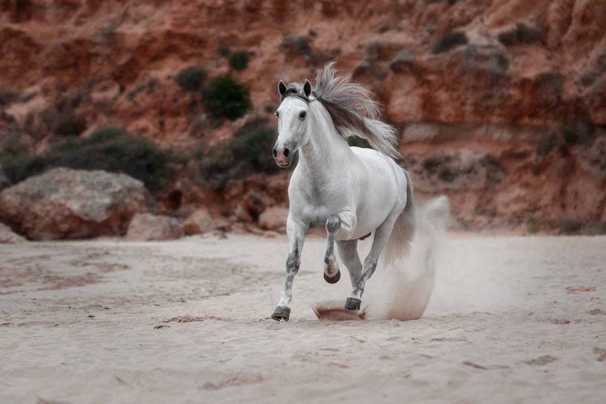 A white horse running freely on a sandy beach against rocky cliffs in southern Spain