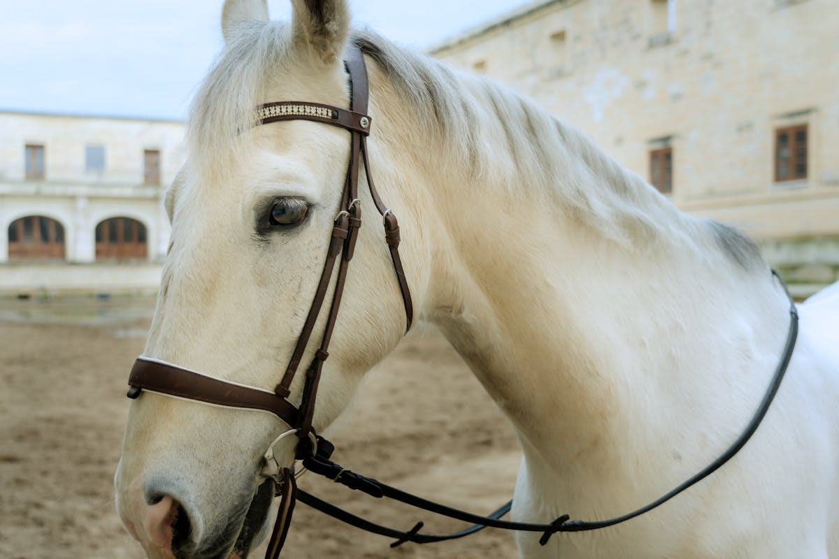 Close-up of a white horse wearing a bridle outdoors at an equestrian venue
