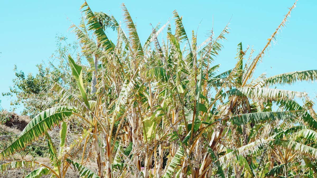 Lush green banana plantation with rows of banana plants under a bright blue sky