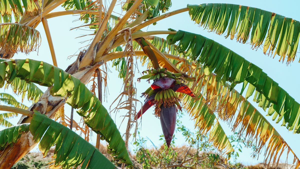 A banana tree with bunches of green bananas hanging under broad green leaves