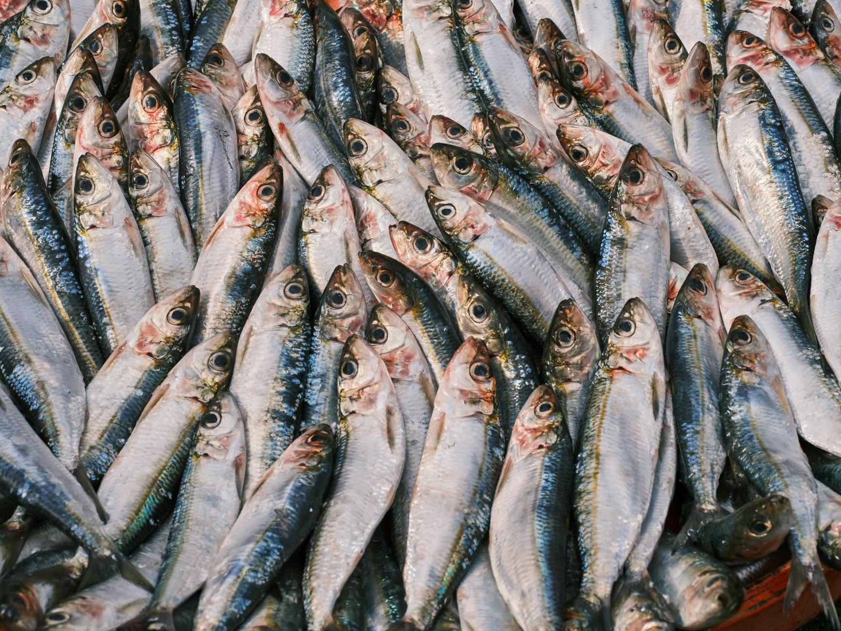 Fresh sardines stacked at a traditional Portuguese fish market showing silvery scales