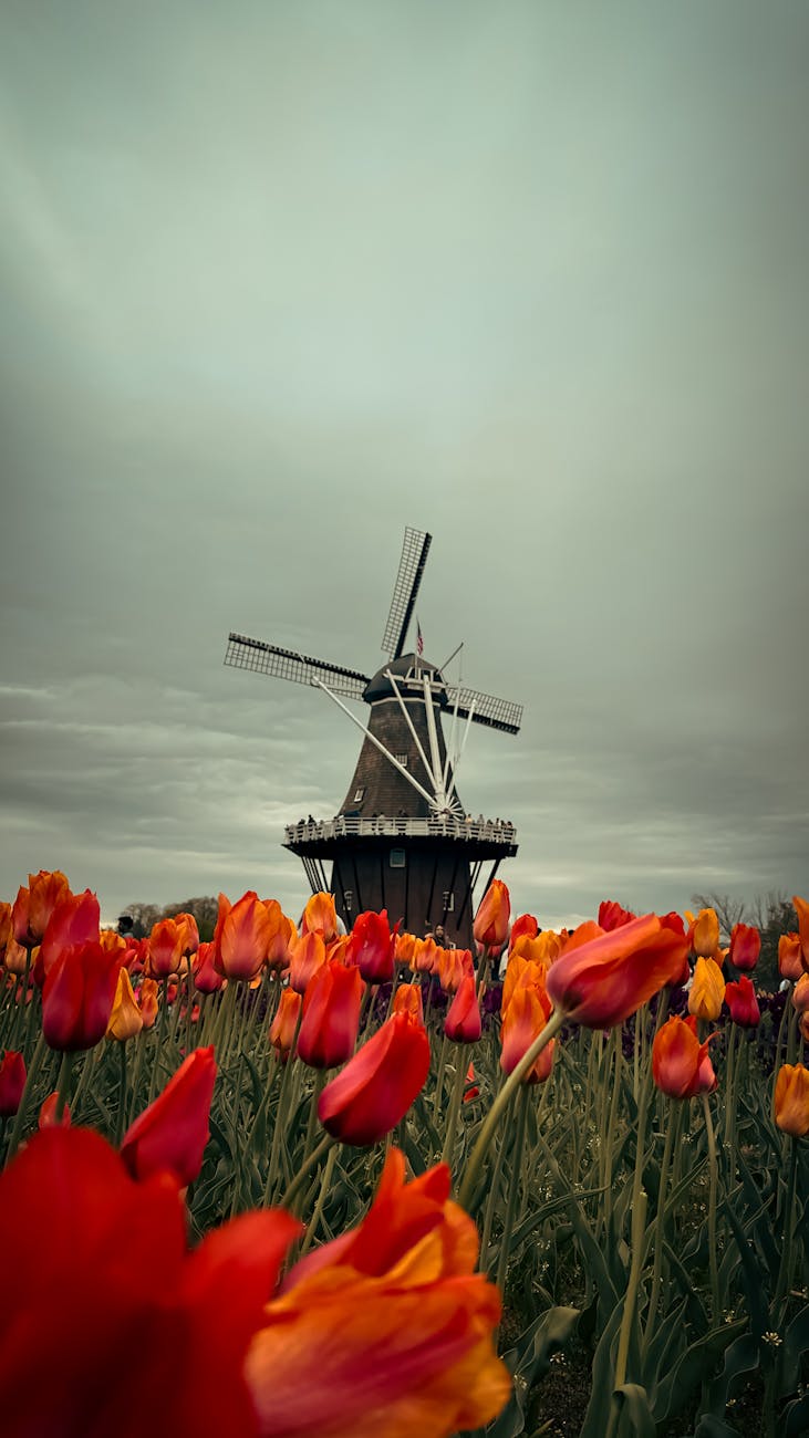 Dutch windmill surrounded by colorful tulip fields in spring
