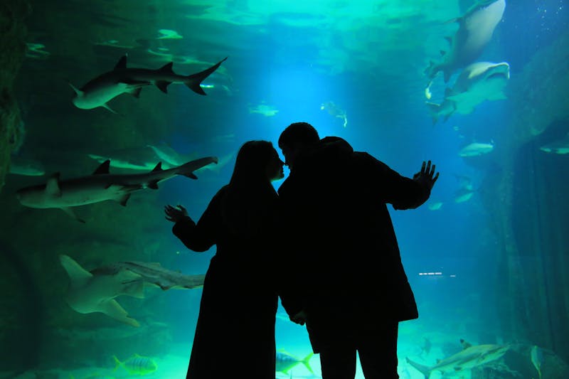 Silhouette of a couple watching sharks swim in a large aquarium tank