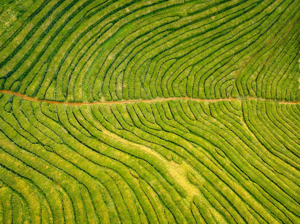 Captivating aerial view of lush green tea plantation fields in the Azores