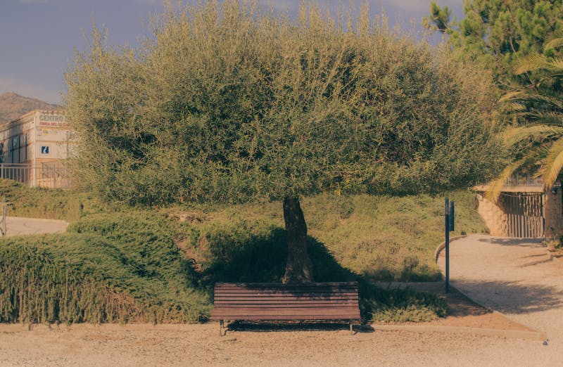 Park bench beneath a large olive tree in Malaga with green hedges and palm trees