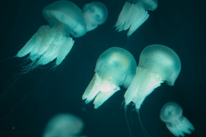 Ethereal blue jellyfish floating in deep blue water