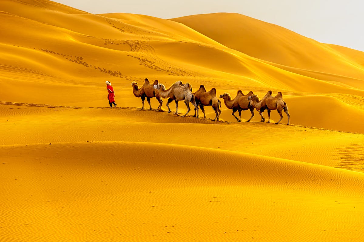 A line of camels led by a guide traverses golden desert dunes under a clear sky