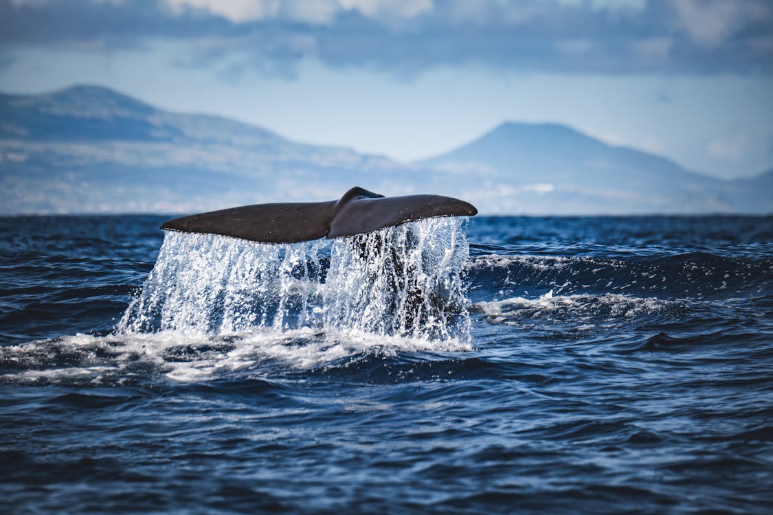 Whale tail splashing in the ocean near mountainous coastline