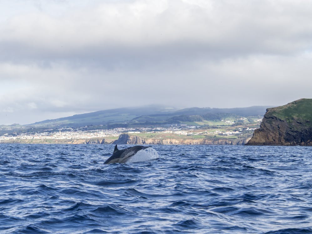 Humpback whale breaching near scenic coastal cliffs in the Atlantic