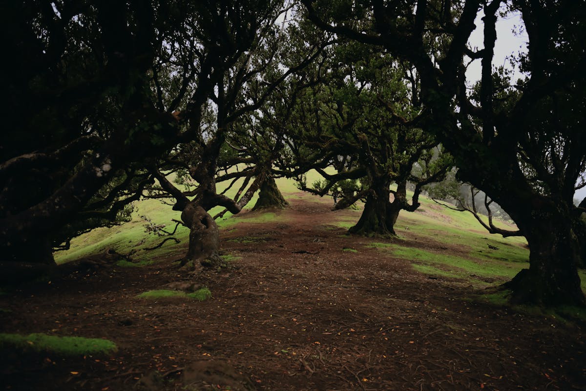 Misty forest path among ancient trees in Madeira laurissilva forest
