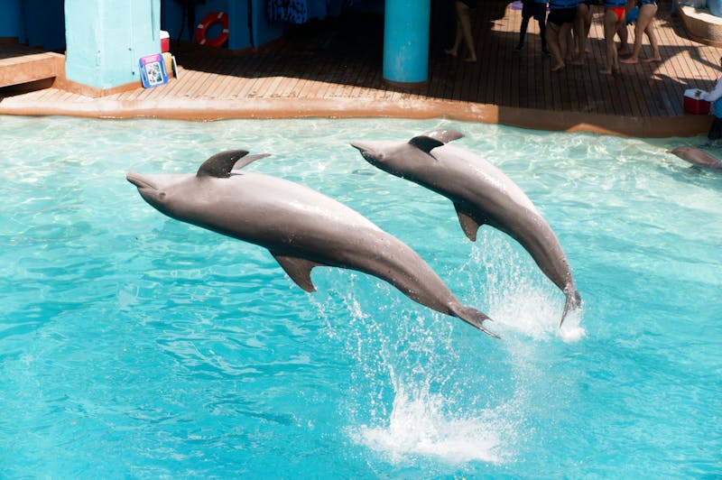 Two dolphins leaping out of the water during an aquarium show