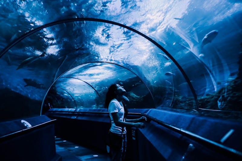 Woman looking at fish through glass in an underwater aquarium tunnel
