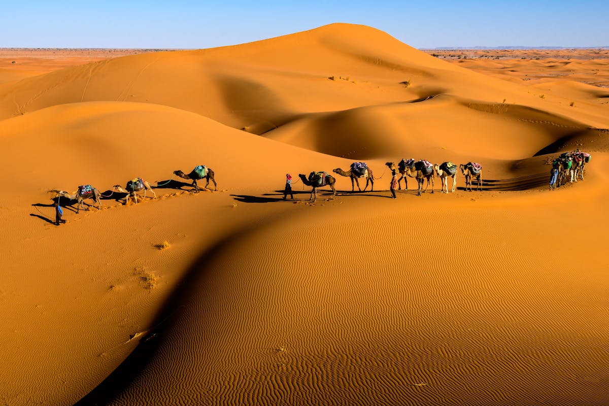 Camel caravan crossing dunes under a bright blue sky
