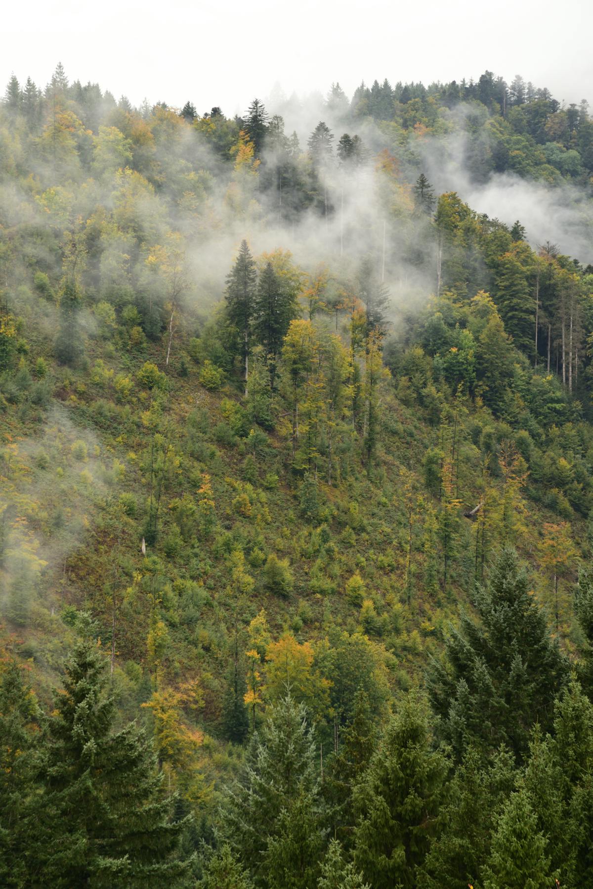 Serene view of misty autumn forest in Black Forest Germany