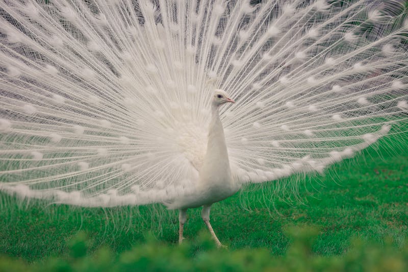 White peacock spreading its tail feathers in a formal garden setting