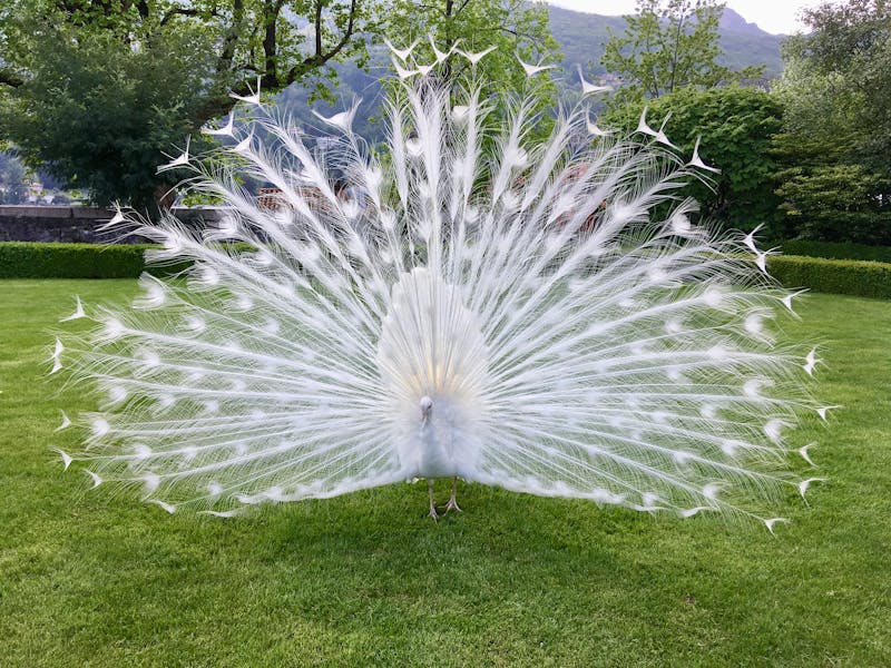 A white peacock walking on green grass in a garden setting