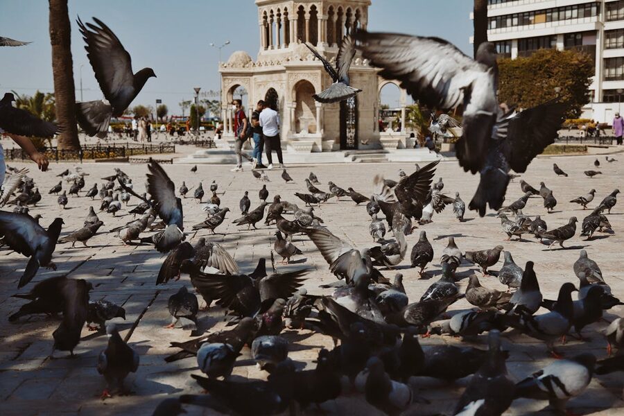 Flock of pigeons in flight at a historic plaza capturing dynamic movement