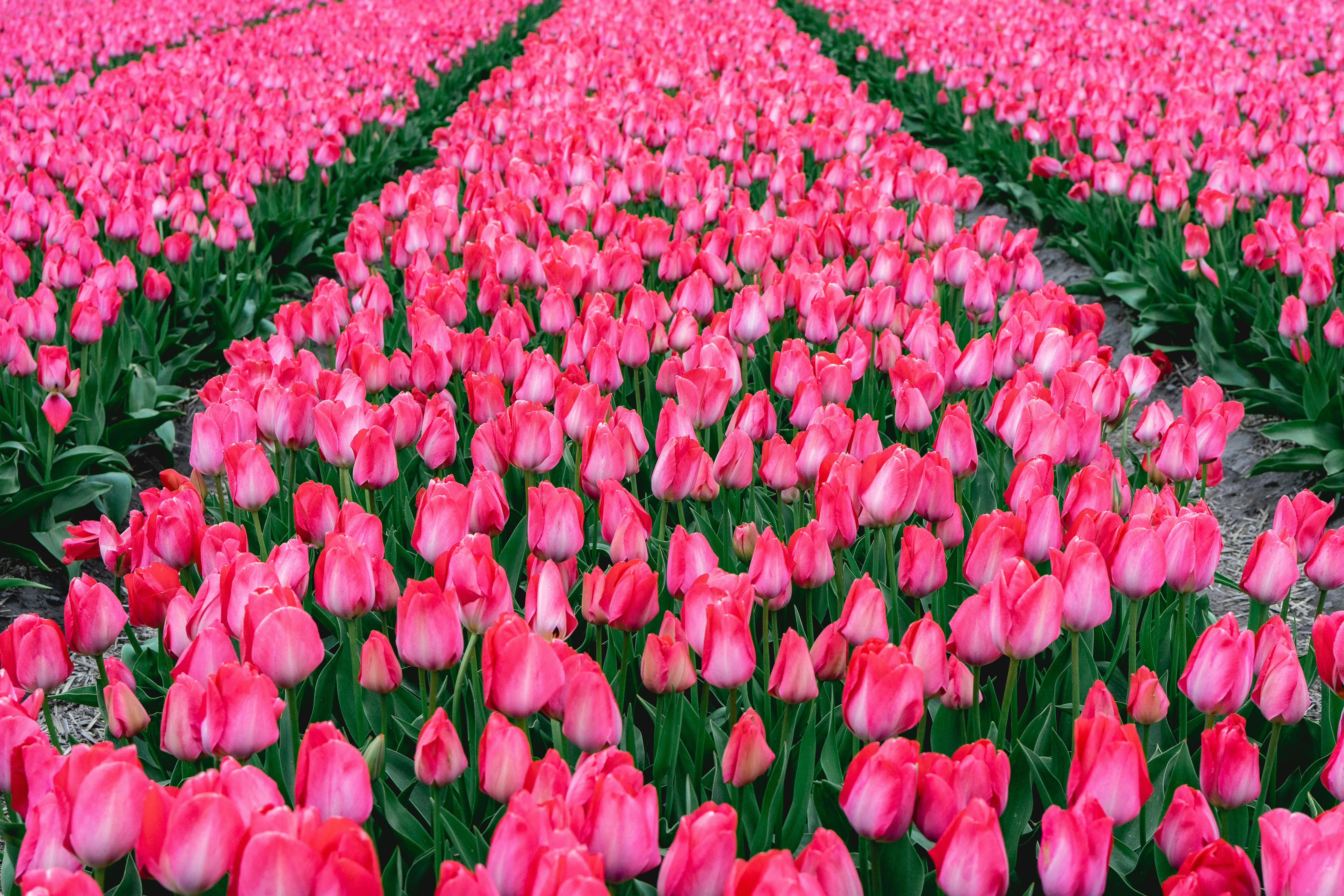 Stunning field of pink tulips in full bloom in Lisse, Netherlands