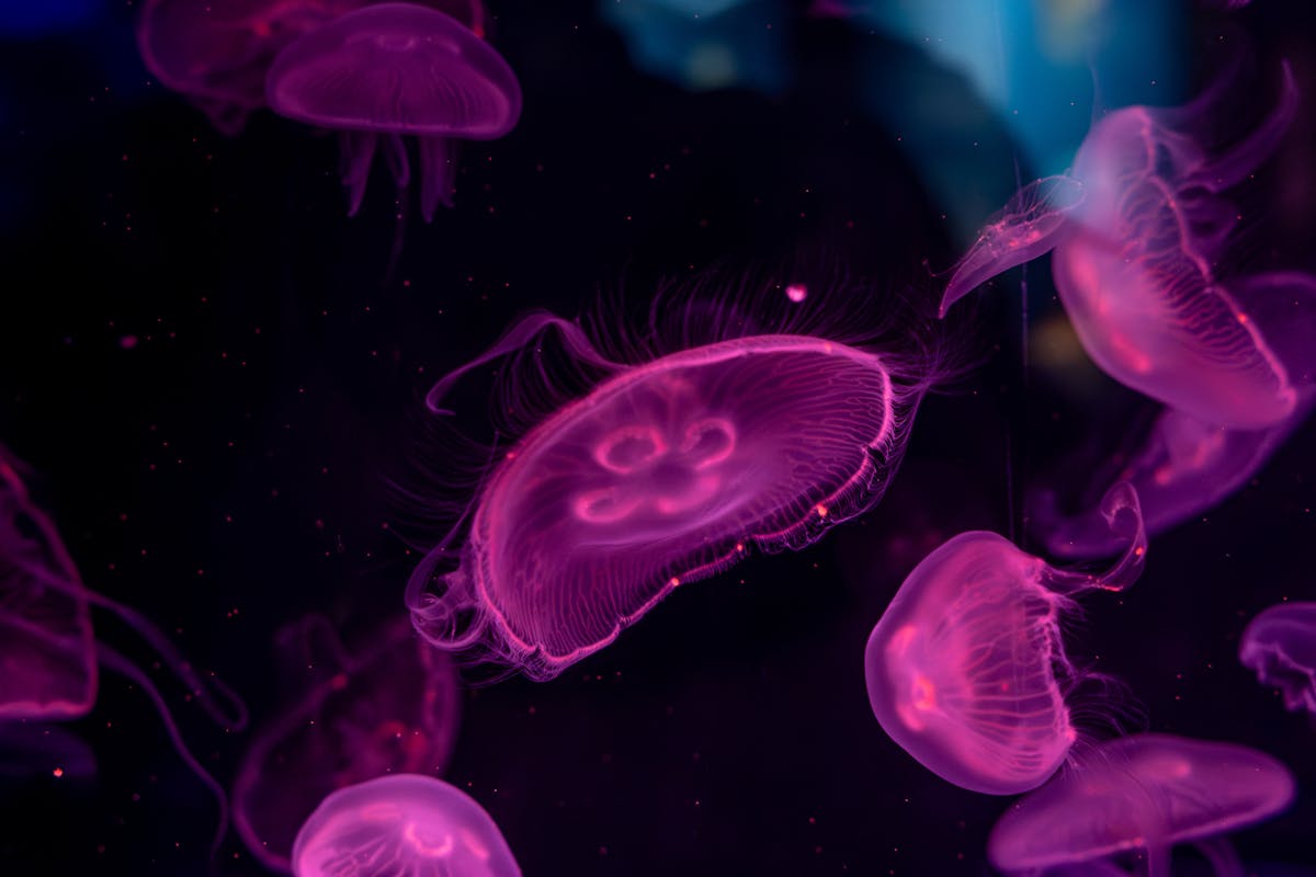 Mesmerizing pink jellyfish swimming gracefully in a dark aquarium