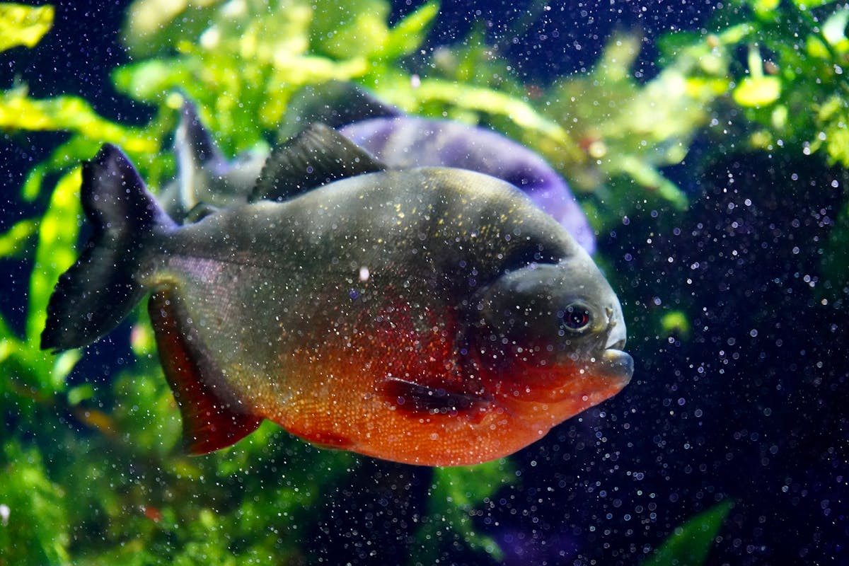 Close-up of a red piranha swimming in a lush aquarium setting