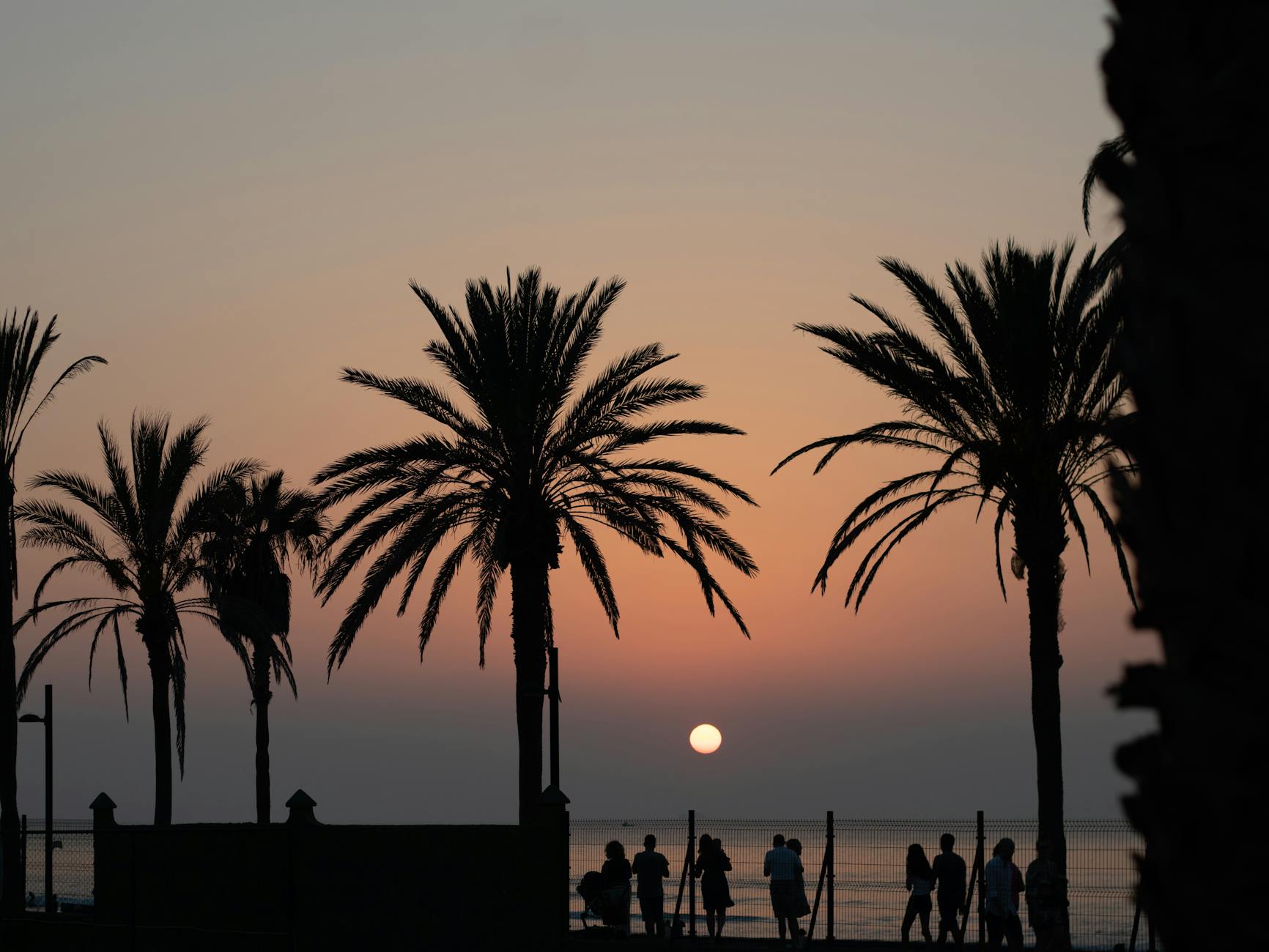 Palm trees and people at sunset at Playa de las Americas