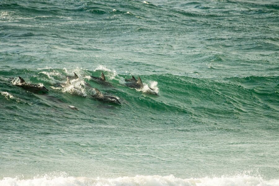 A pod of dolphins swimming through ocean waves during golden hour