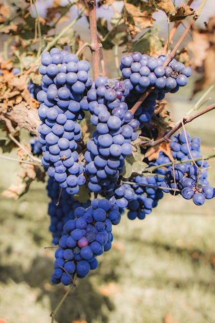 Clusters of ripe purple grapes on the vine ready for harvest