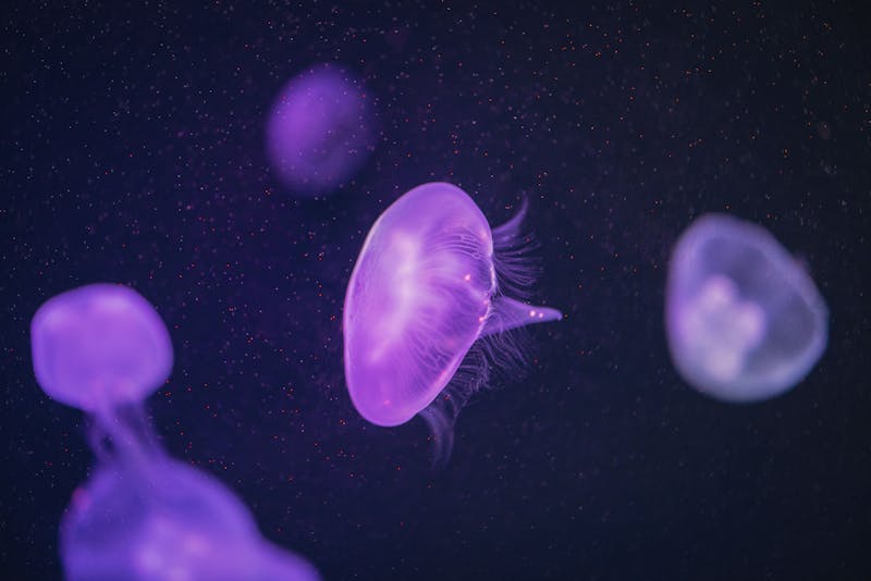 Purple jellyfish floating in a glowing aquarium display
