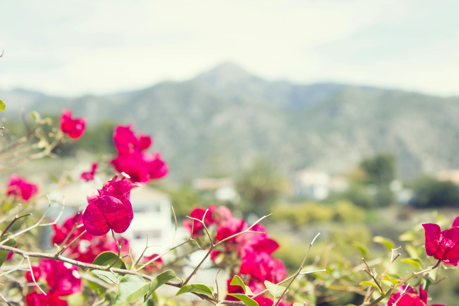 Bougainvillea blossoms with mountain views in Frigiliana Spain