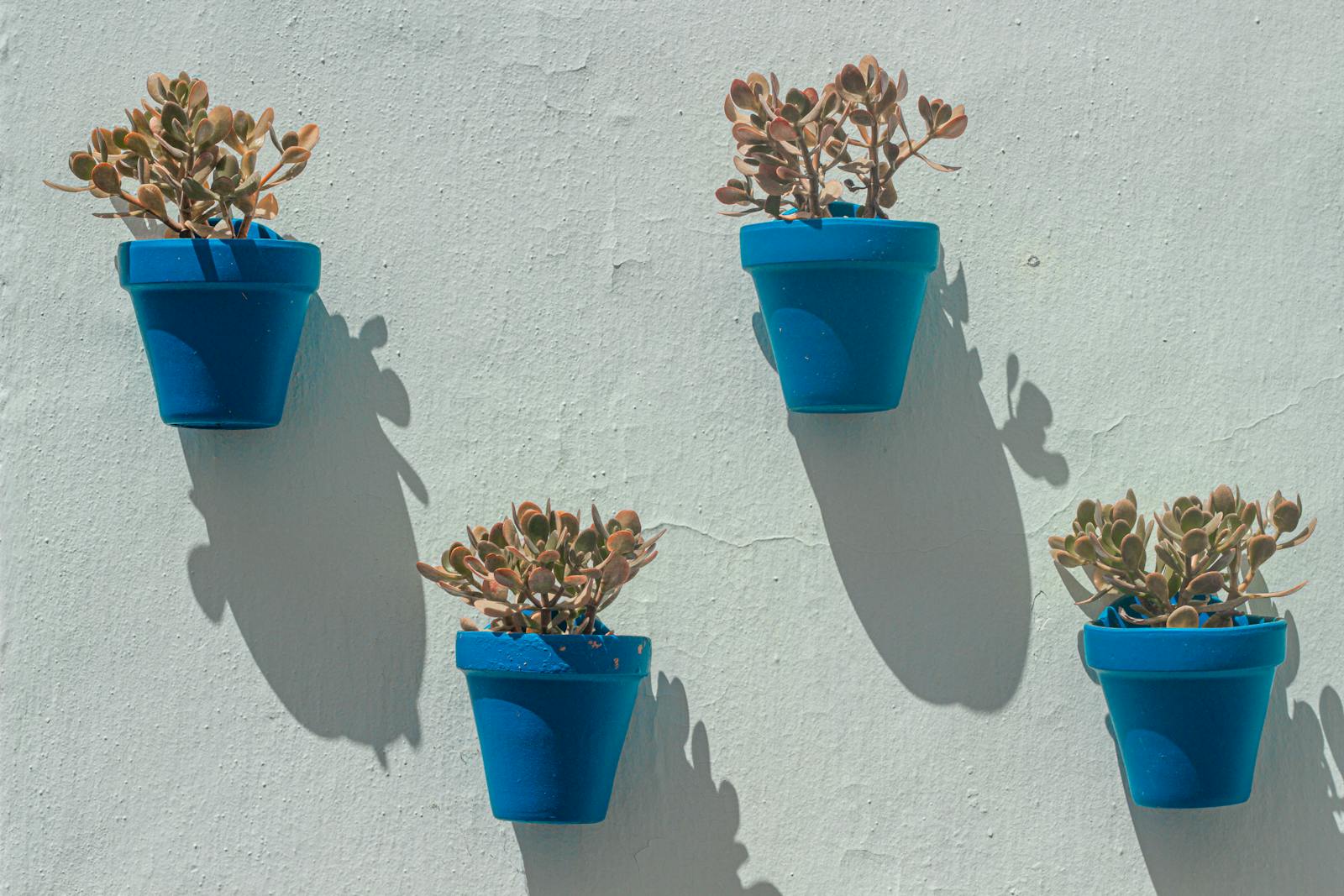 Blue ceramic pots with plants against white wall in Frigiliana
