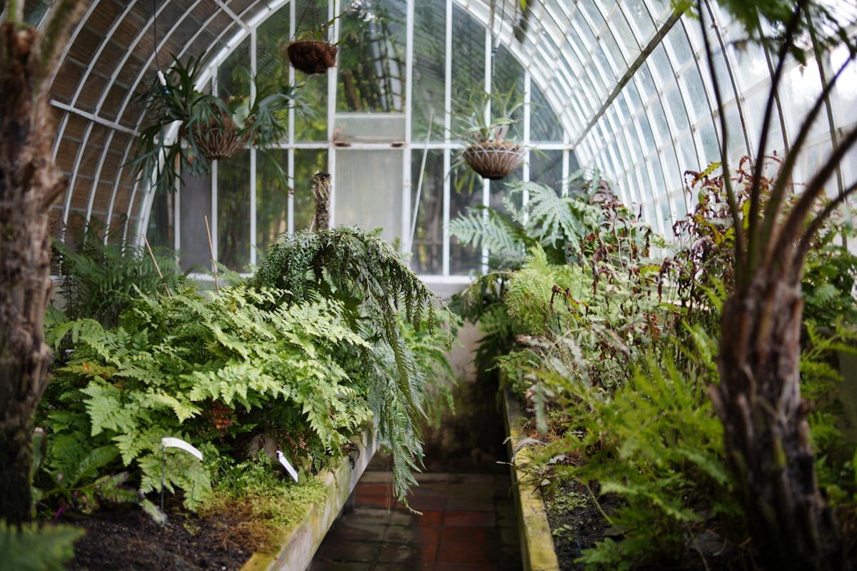 Lush greenhouse interior at the Valencia Botanical Garden filled with ferns and palms