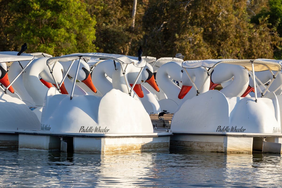 Swan pedal boats on the lake at Parque de Cabecera Valencia