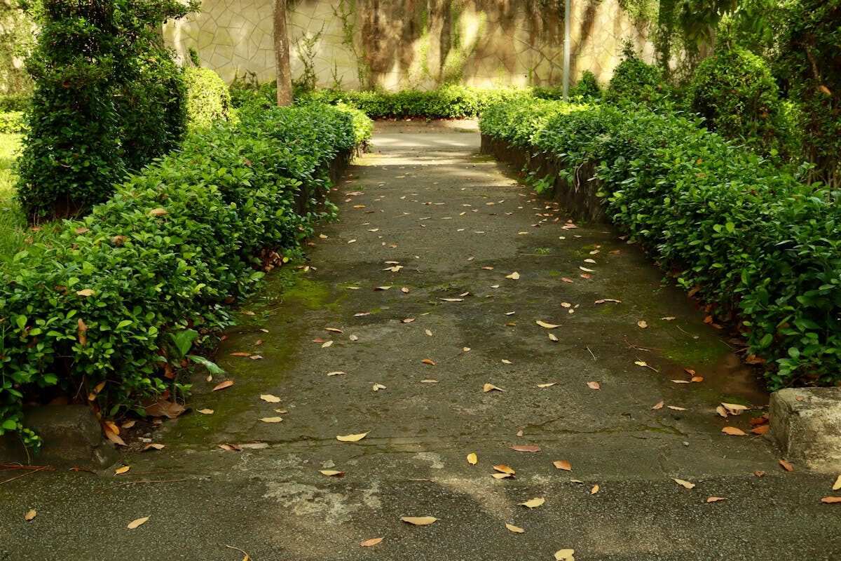 A tranquil garden path lined with green hedges and scattered leaves