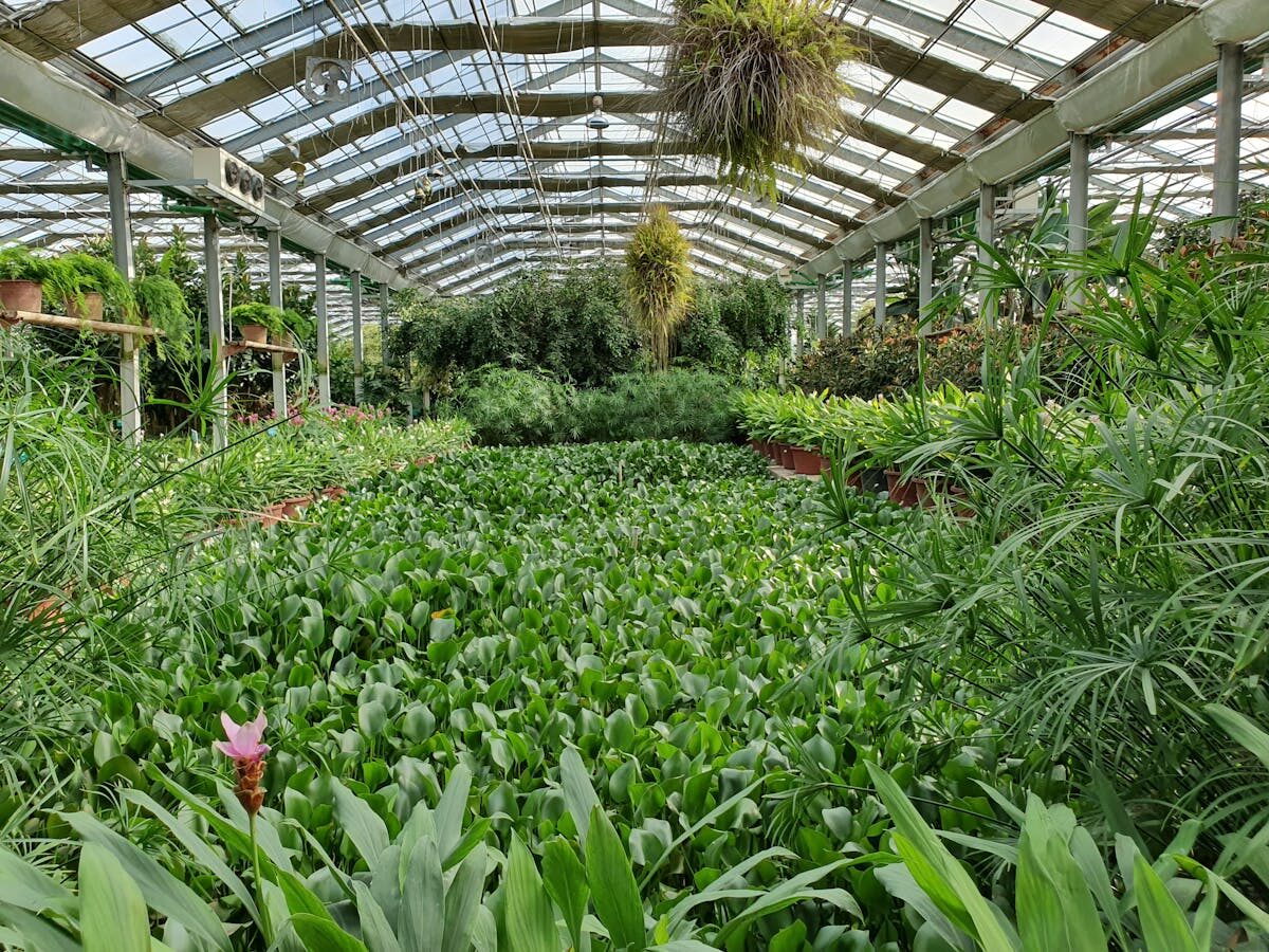 Interior of a spacious greenhouse filled with tropical plants and lush greenery