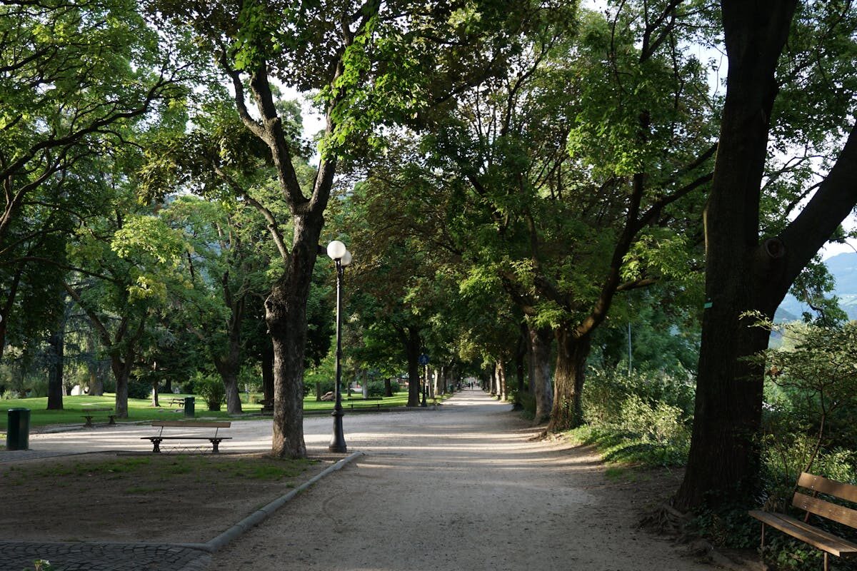 Serene pathway through a park surrounded by lush green trees