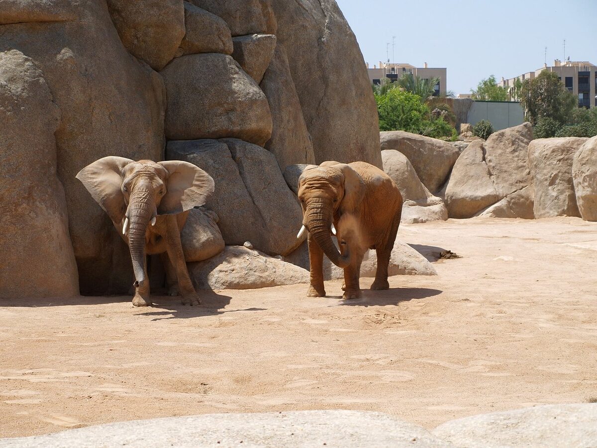 Elephants at Bioparc Valencia immersive African habitat zoo