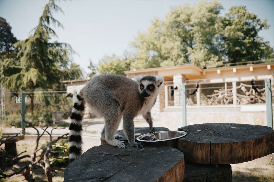 Close-up shot of a ring-tailed lemur holding and eating food at a zoo