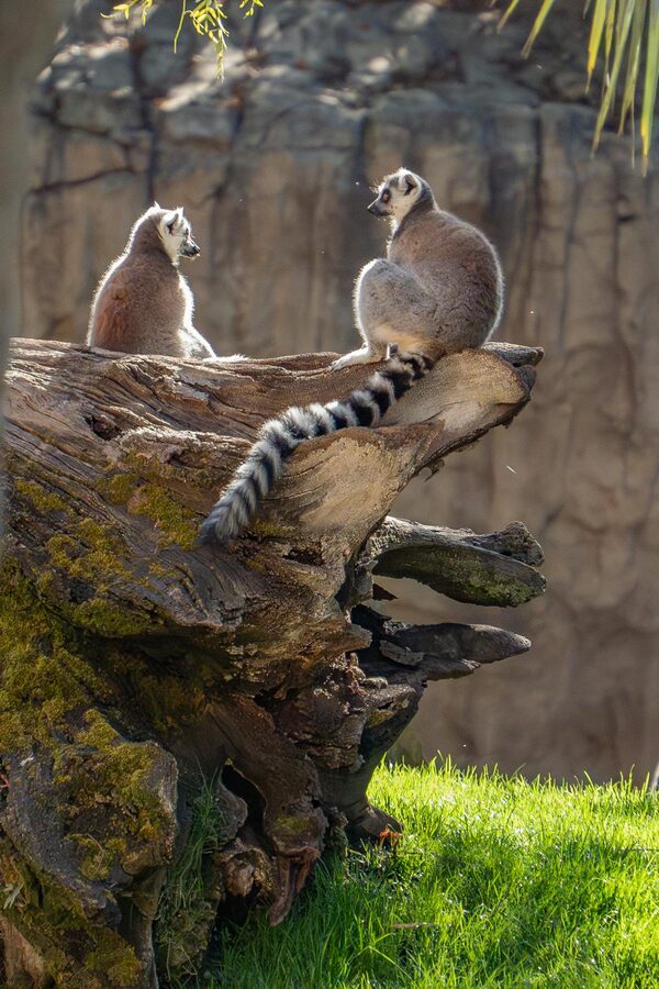 Two ring-tailed lemurs resting on a wooden log bathed in sunlight at a zoo