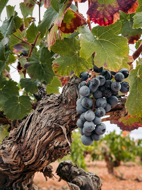 Ripe red grapes hanging on the vine at a vineyard near Madrid