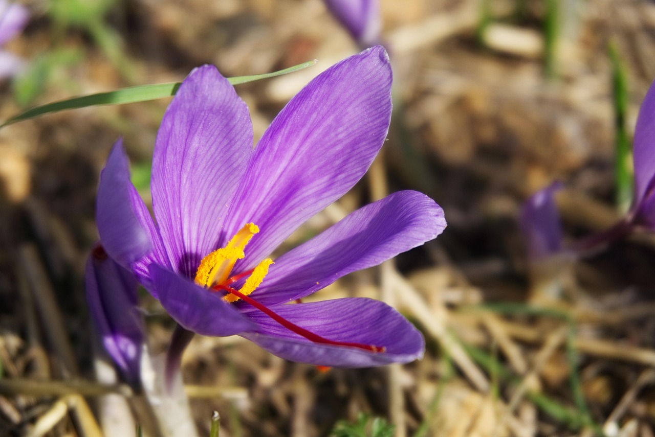 Close-up of a saffron crocus flower in bloom