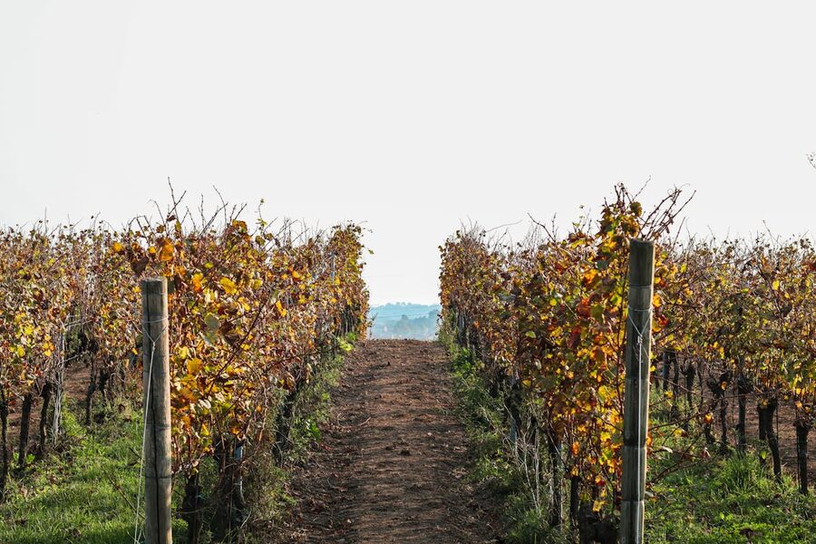 Scenic vineyard rows in autumn, Brescia, Italy, showcasing vibrant fall foliage.